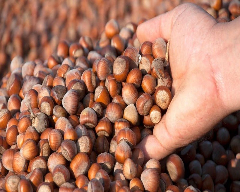 The Secret Behind the Signature Taste of Turkish Hazelnuts – Aladdin